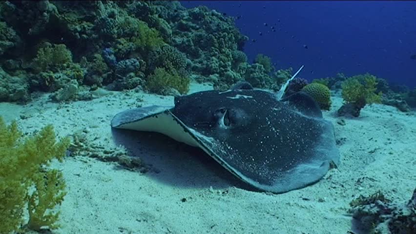 Mangrove whipray - Alchetron, The Free Social Encyclopedia