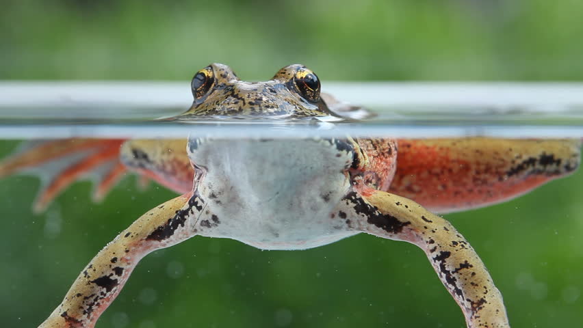 Closeup Of Tree Frog Underwater Stock Footage Video 4696301 - Shutterstock