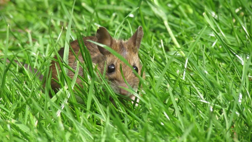 Grey Mouse Running Around Stock Footage Video 3569399 - Shutterstock