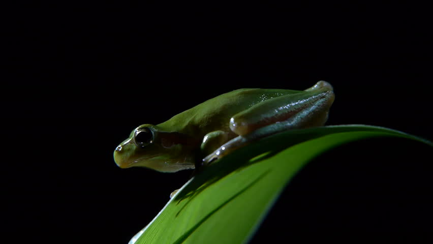 Southern Frog At Night. Stock Footage Video 4902191 - Shutterstock