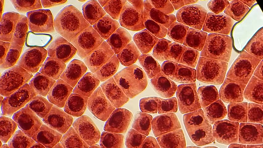 Full HD. Many Living Dividing Cells Under Microscope, Magnification ...