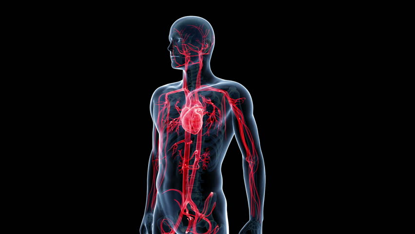 Animation Showing The Human Vascular System Stock Footage Video 5040074 ...
