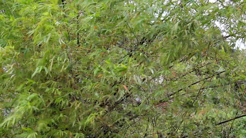 Bamboo In Storm Stock Footage Video 5110556 - Shutterstock