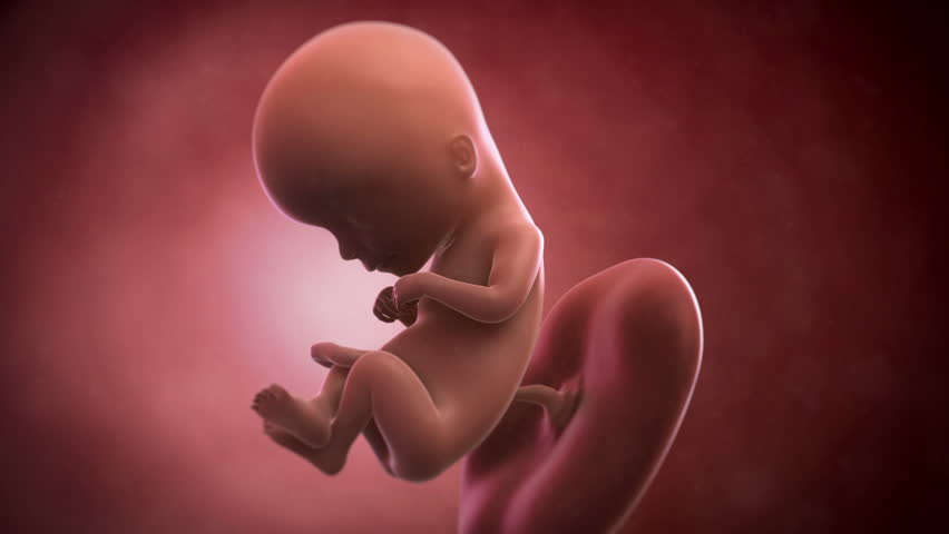 Fetus Stock Footage Video - Shutterstock