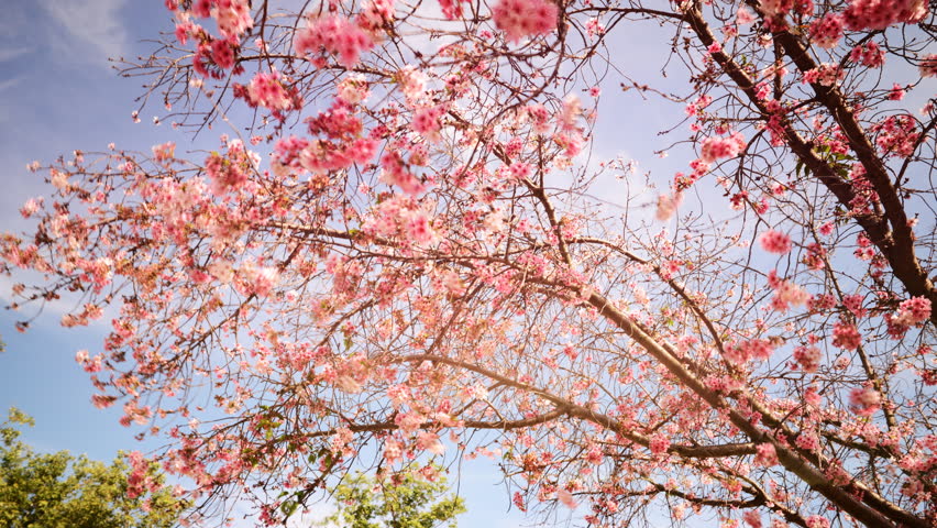 4K Time Lapse Of Japanese Cherry Blossom In Full Bloom -Pan Left- Stock ...