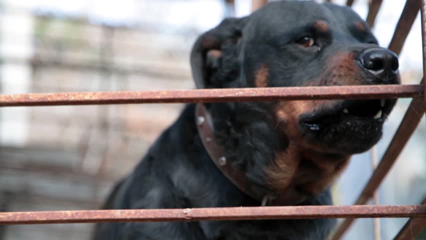 Rottweiler Barking Stock Footage Video 6108194 - Shutterstock