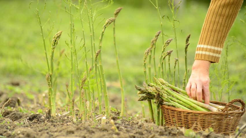 Asparagus Picker Electric Harvester For Asparagus. • Duijndam