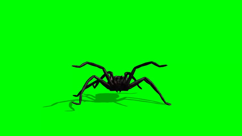 Spider Walks - Green Screen Stock Footage Video 6496394 - Shutterstock