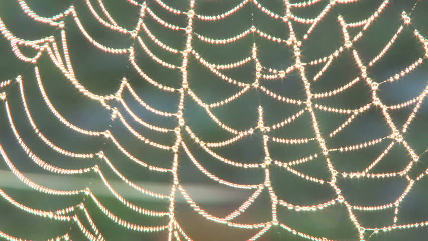 Spider Web Under Microscope