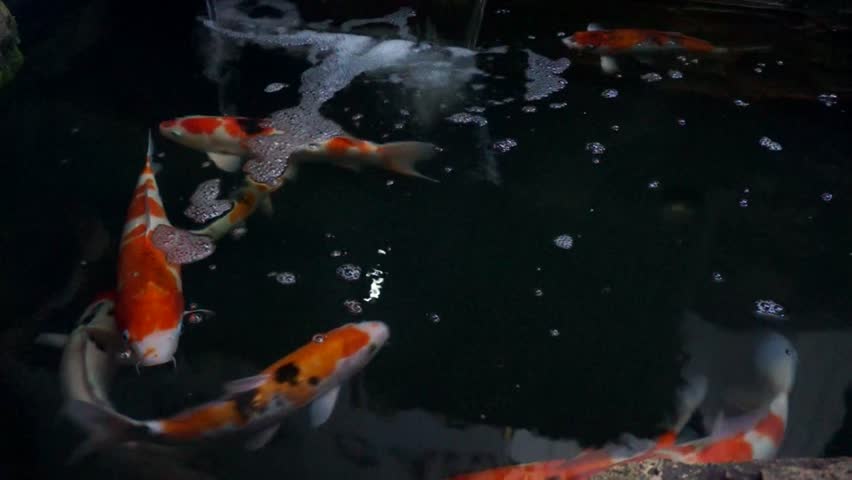 Koi Fish Are Swimming From Above View Stock Footage Video 7264465 ...