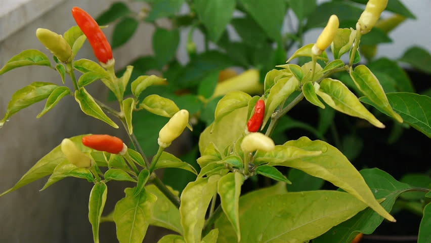 Small Hot Chili Peppers Close Up Stock Footage Video 7332100 - Shutterstock