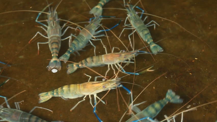 Giant Freshwater Prawn In Pond (Macrobrachium Rosenbergii), Shrimp Farm ...