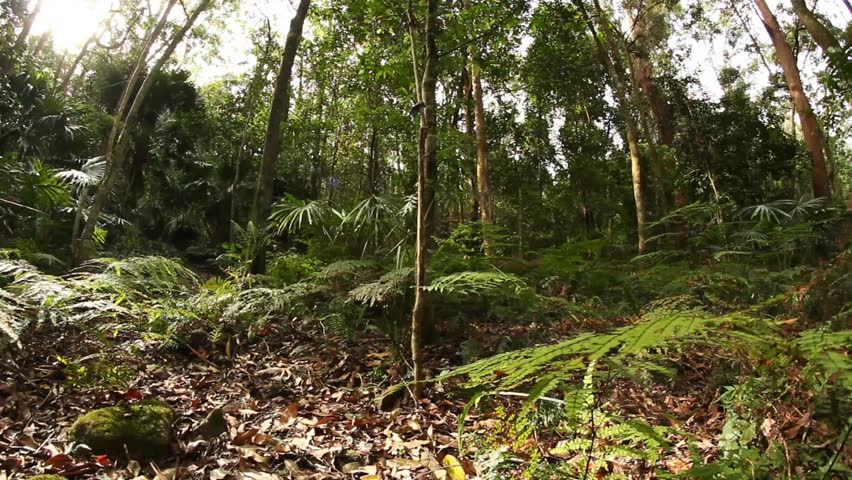 Temperate Rainforest Australian Landscape The Eastern Australian ...