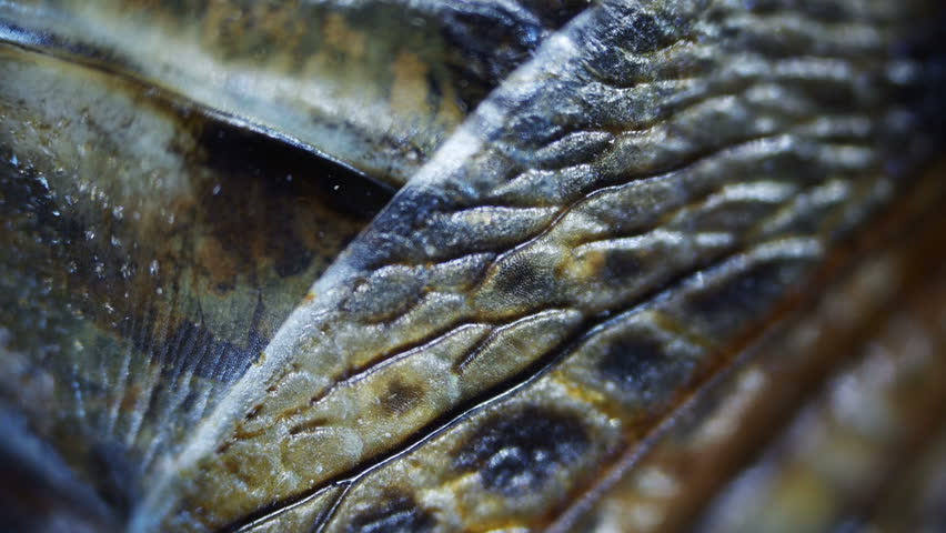 Chitin Stock Footage Video - Shutterstock