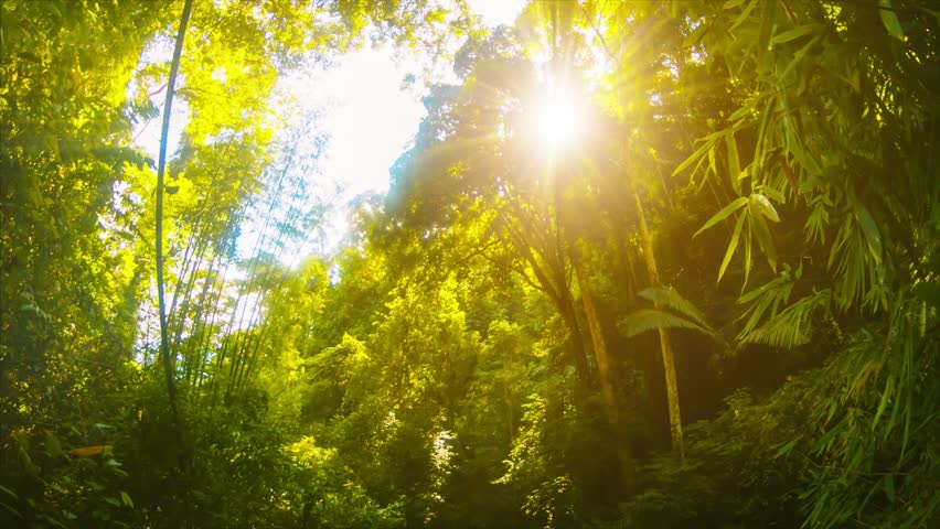 Video UltraHD - Afternoon Sun Rays Glaring Through The Treetops In A ...