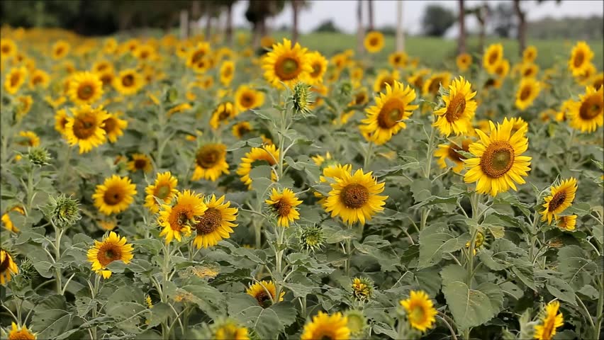 Sunflowers Moving In The Wind On Morning Stock Footage Video 8302504 ...
