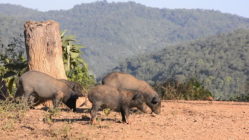 Pig Foraging Natural Living In A Mountain Forest At The Countryside ...