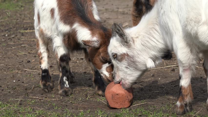 Goats Lick Mineral Stone Stock Footage Video 9252746 - Shutterstock
