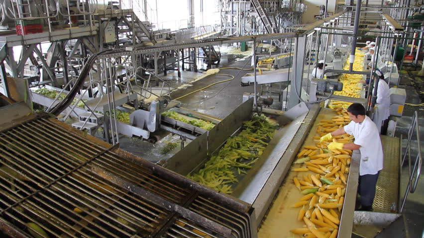 Corn Processing Factory Stock Footage Video 2755163 - Shutterstock