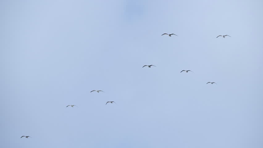 Birds Flying Overhead Stock Footage Video 3810047 - Shutterstock